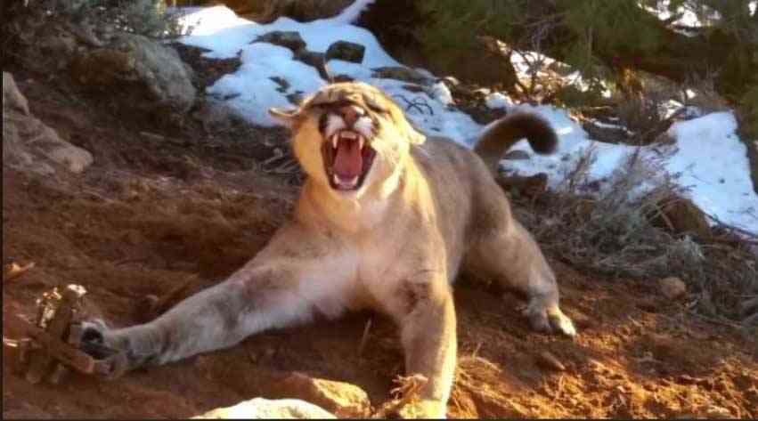 شاهد.. يخاطران بحياتهما لتحرير أسد شرس من مصيدة